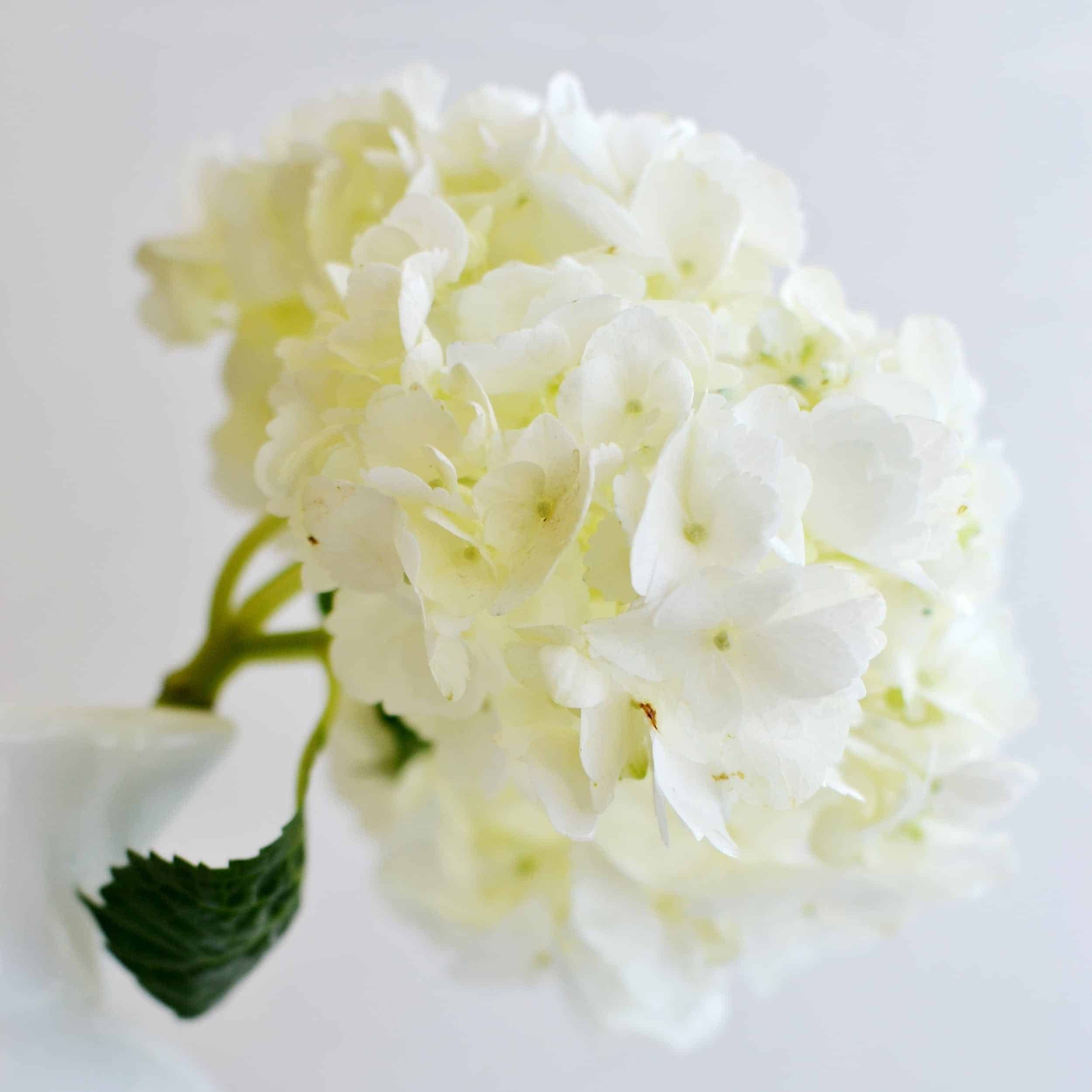Things to Know When Planting Hydrangeas - Boxwood Ave.